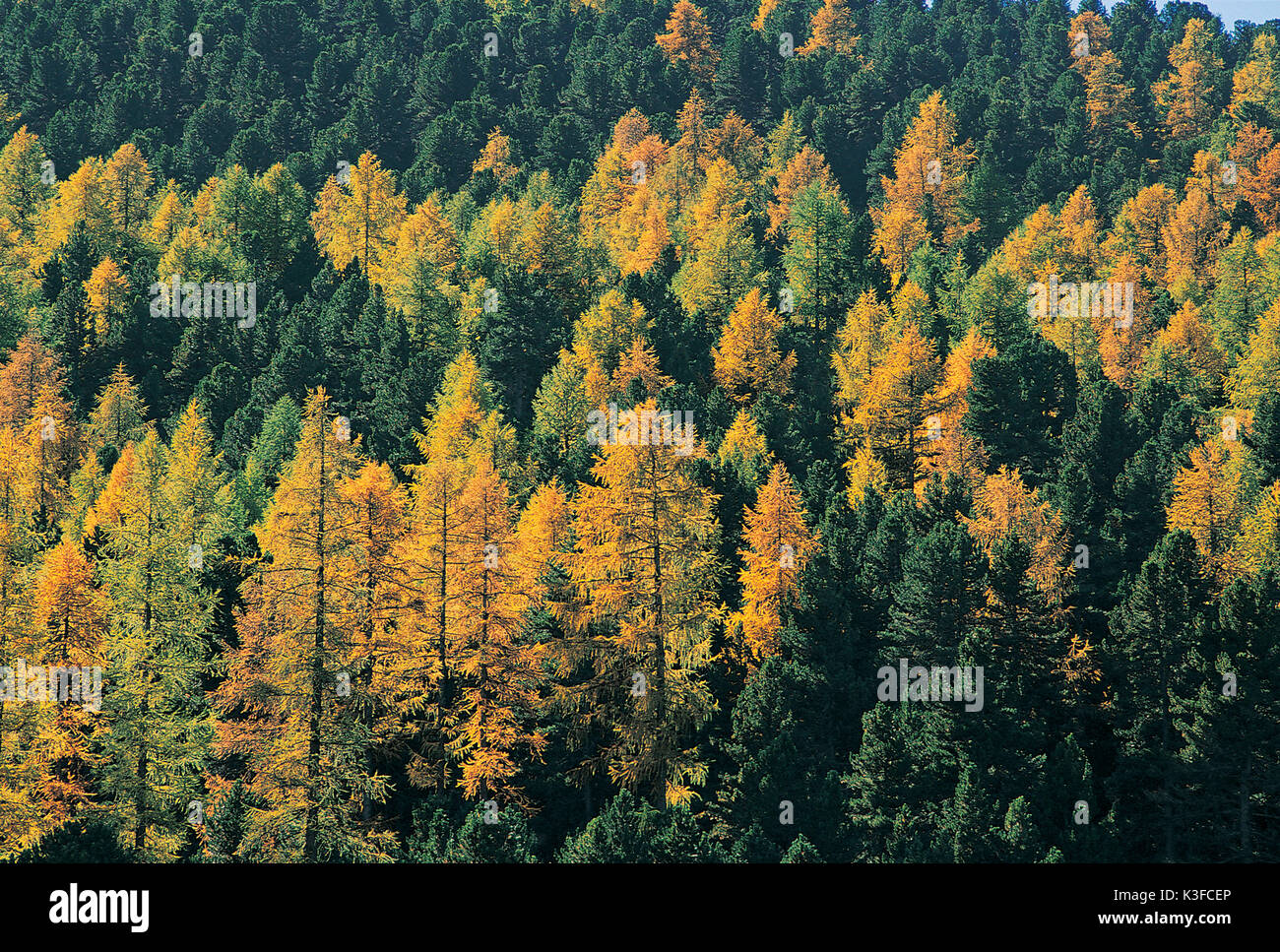 Coniferous forest hi-res stock photography and images - Alamy