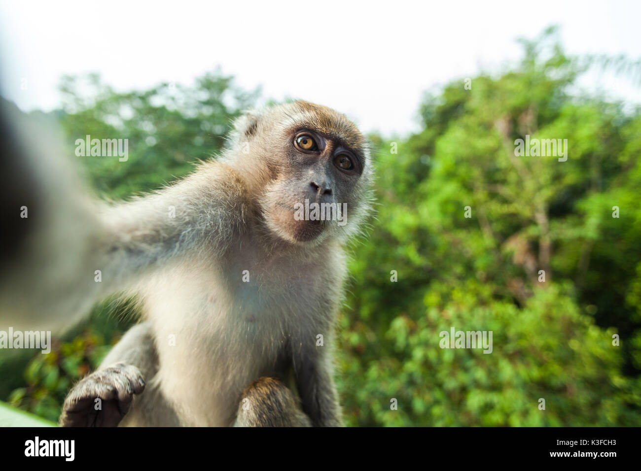 Monkey selfie smiling hi-res stock photography and images - Alamy
