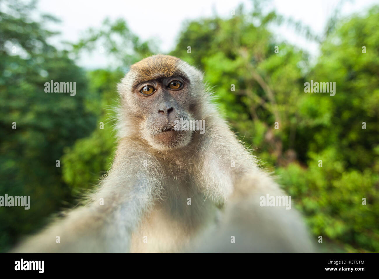 Monkey selfie smiling hi-res stock photography and images - Alamy
