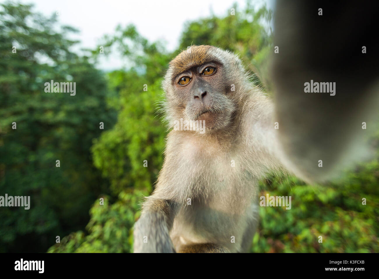 Macaque's the best selfie Stock Photo - Alamy