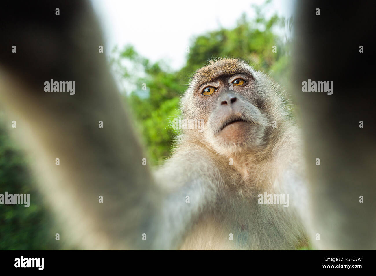 Monkey selfie smiling hi-res stock photography and images - Alamy