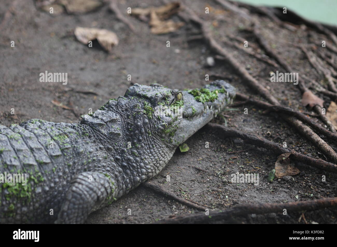 Flooded dinosaur hi-res stock photography and images - Alamy