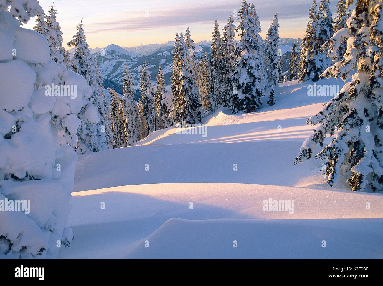 Christmas trees in snow winter hi-res stock photography and images - Alamy