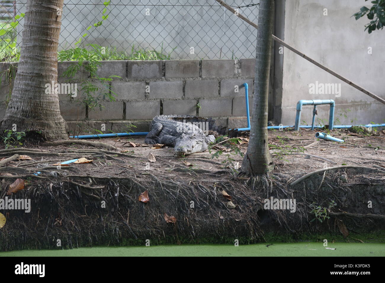 Flooded dinosaur hi-res stock photography and images - Alamy
