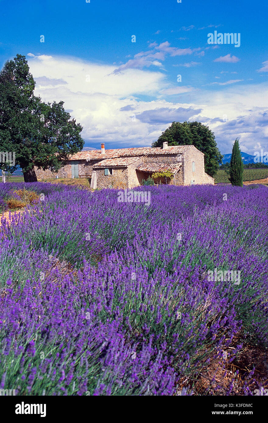 Lavender field in front of brick building / plateau of Valensole ...
