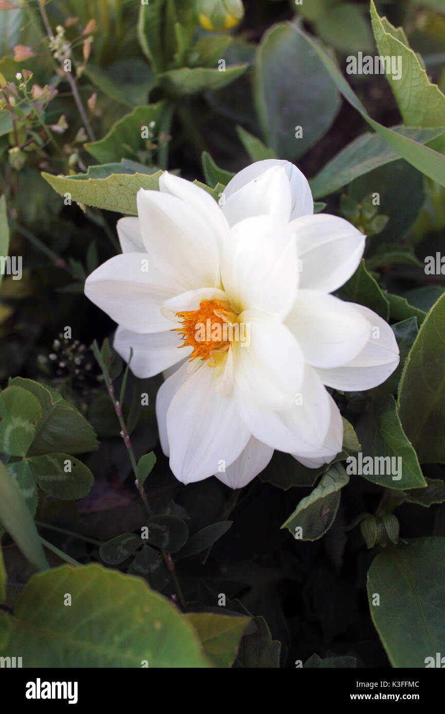 Flower farden hi-res stock photography and images - Alamy