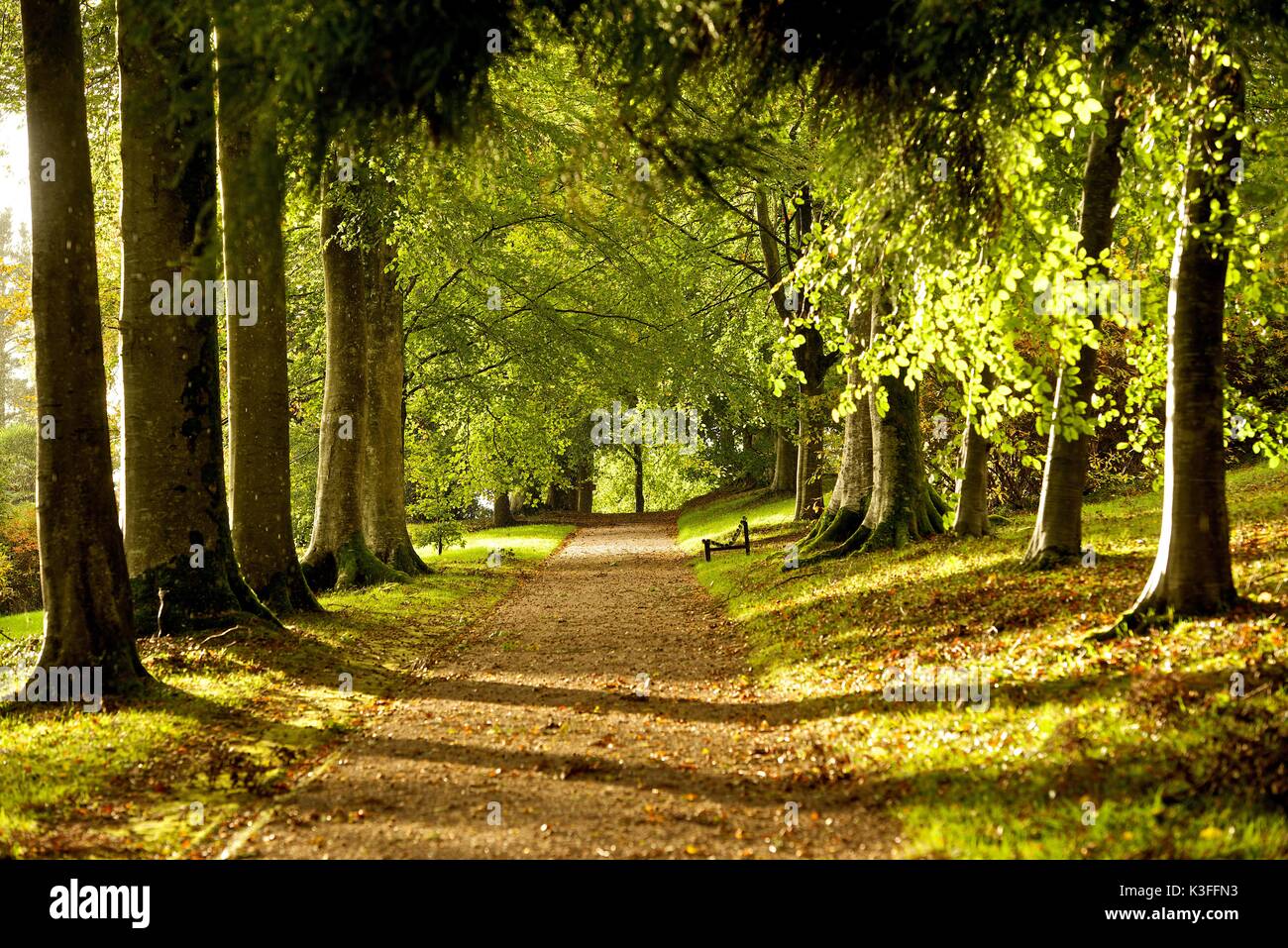 Killerton House, Devon Stock Photo - Alamy