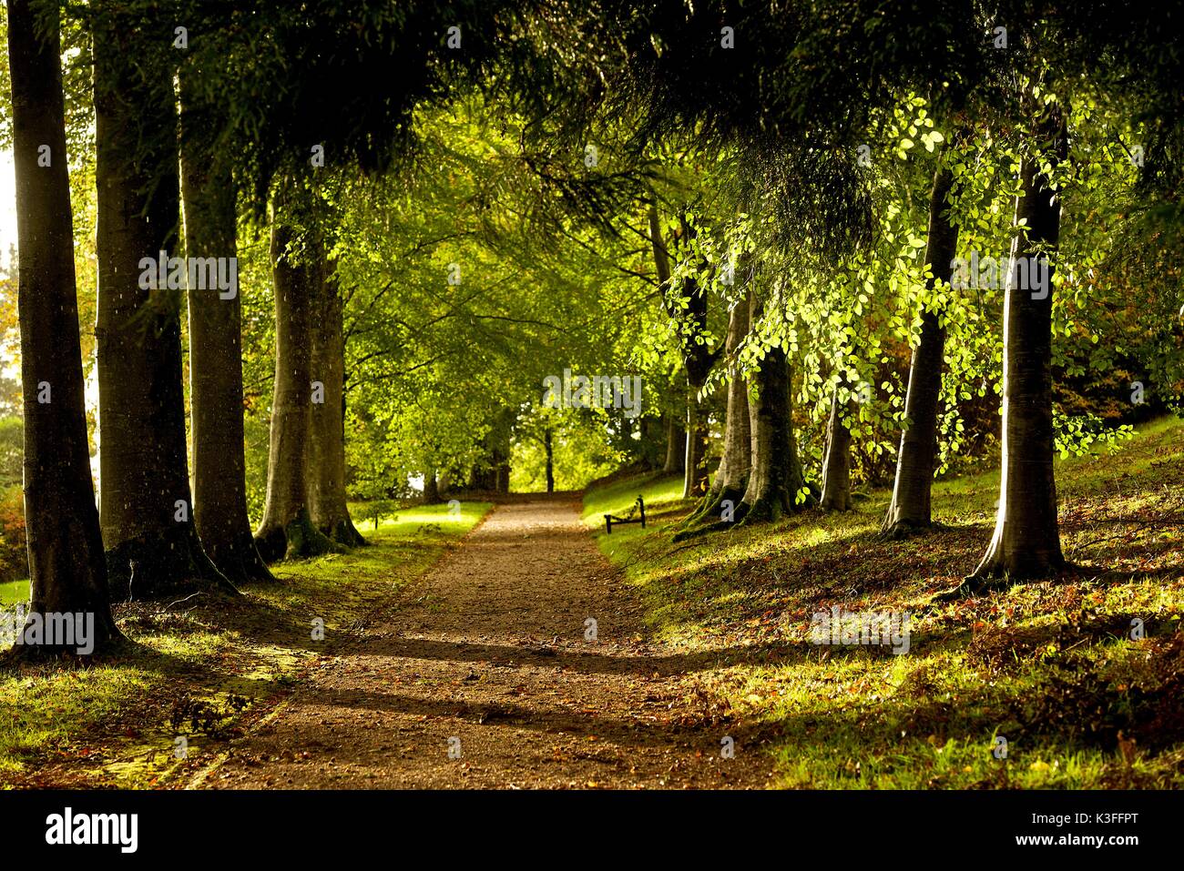 Killerton House, Devon Stock Photo - Alamy