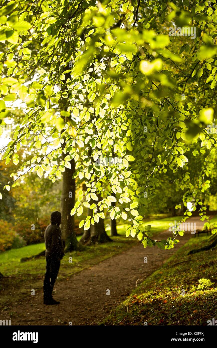 Killerton House, Devon Stock Photo - Alamy