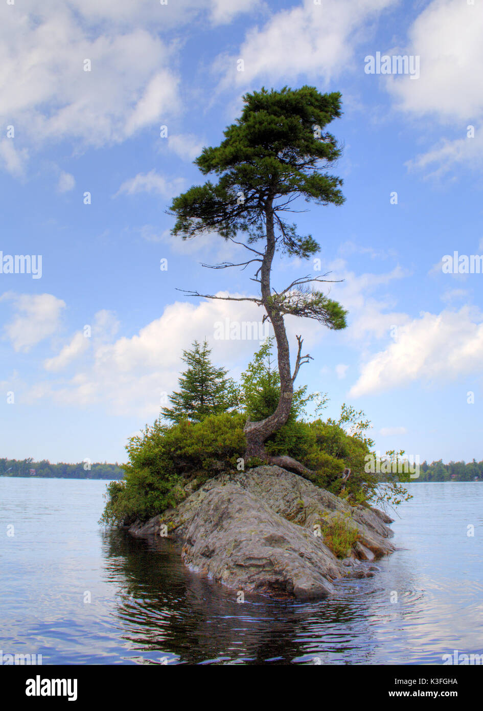 Pine tree on tiny island hi-res stock photography and images - Alamy