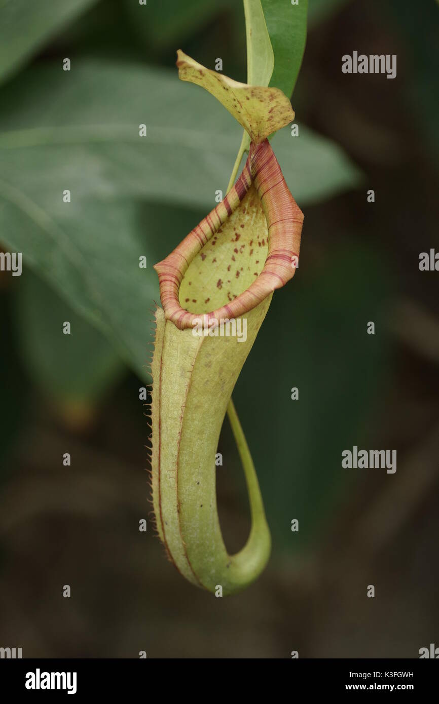 Nepenthes maxima hi-res stock photography and images - Alamy