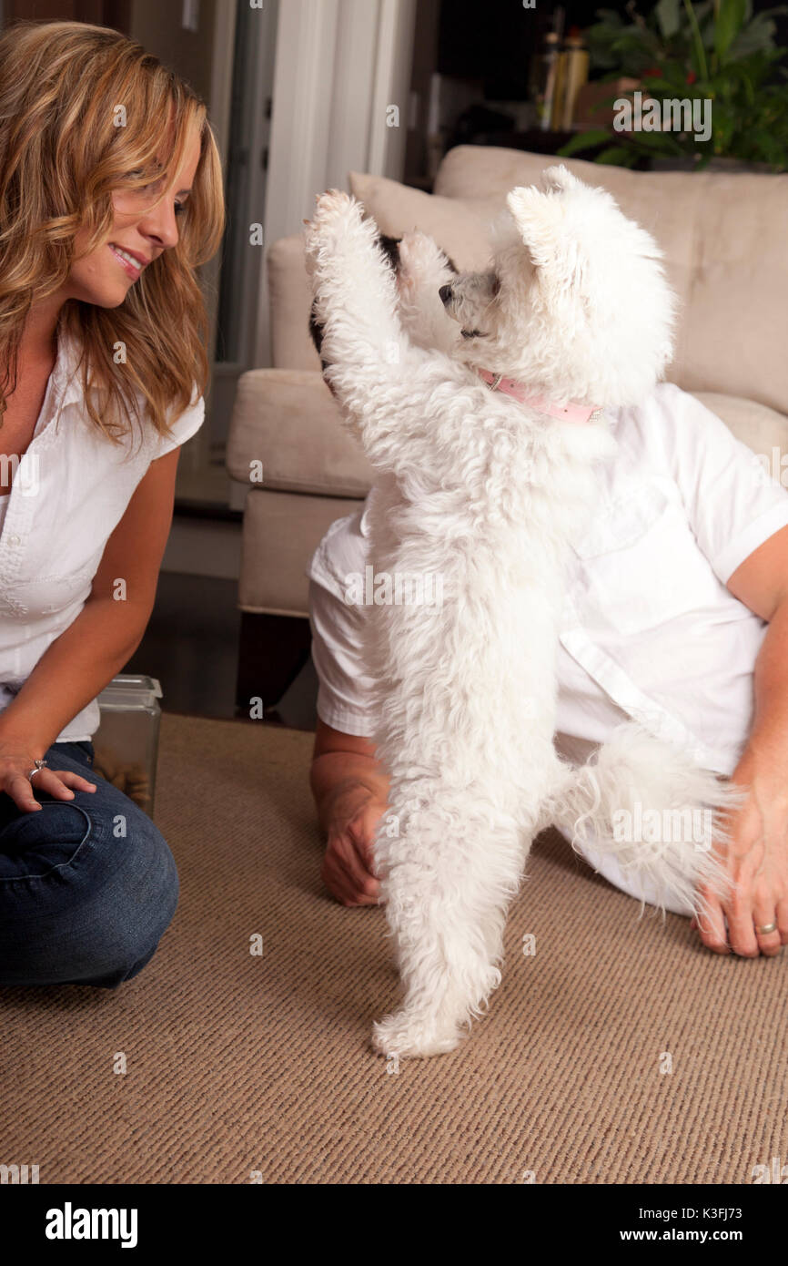 woman training her dog . couple trains their dogs at home Stock Photo ...