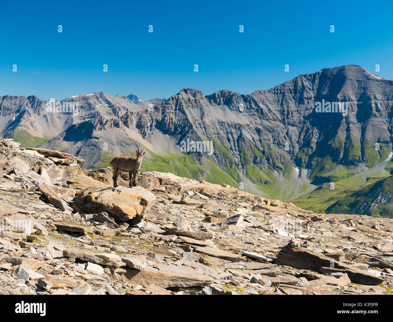 Female young ibex on rock hi-res stock photography and images - Alamy