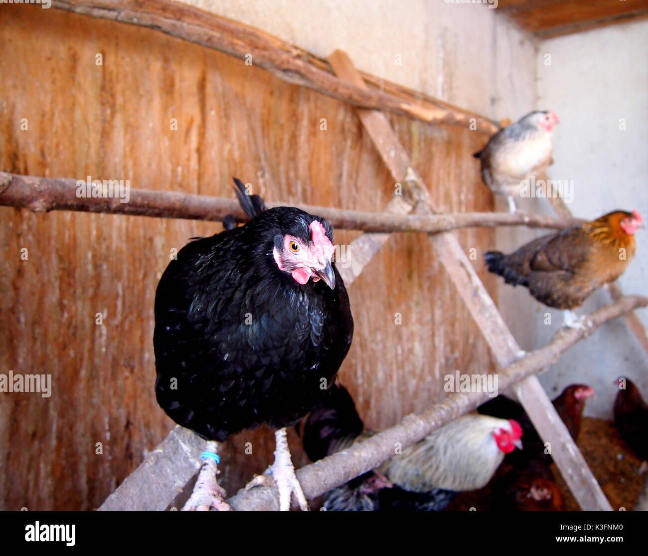 Chicken in her pen Stock Photo - Alamy