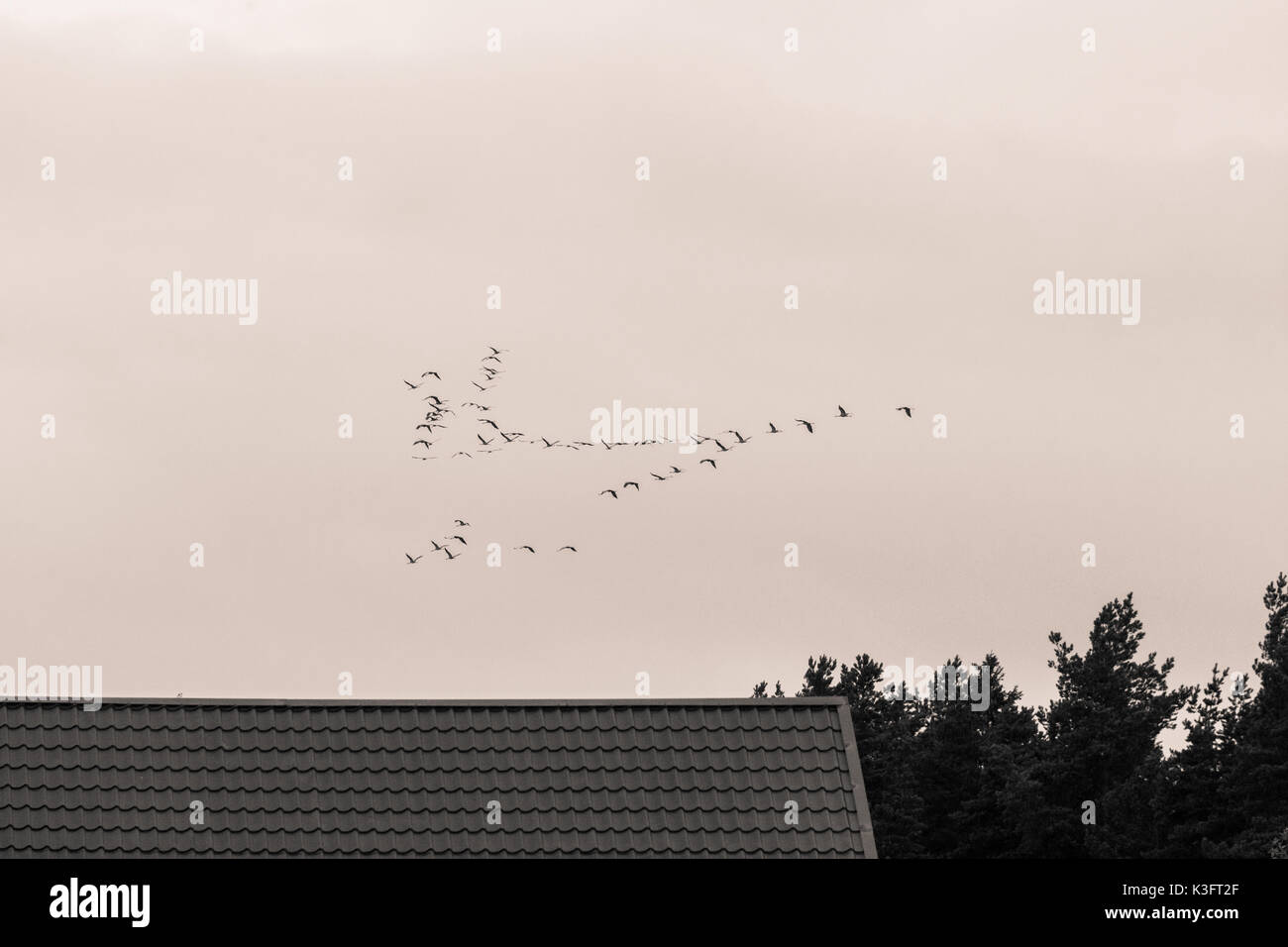 A beautiful formation of a migratory birds in autumn. Cranes flying to ...