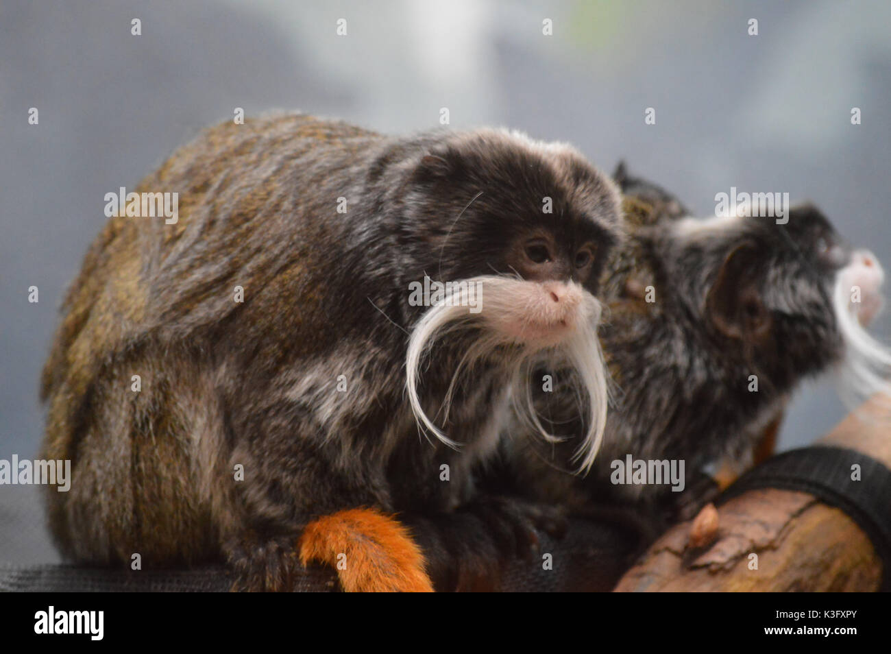 Emperor Tamarin with baby Stock Photo - Alamy