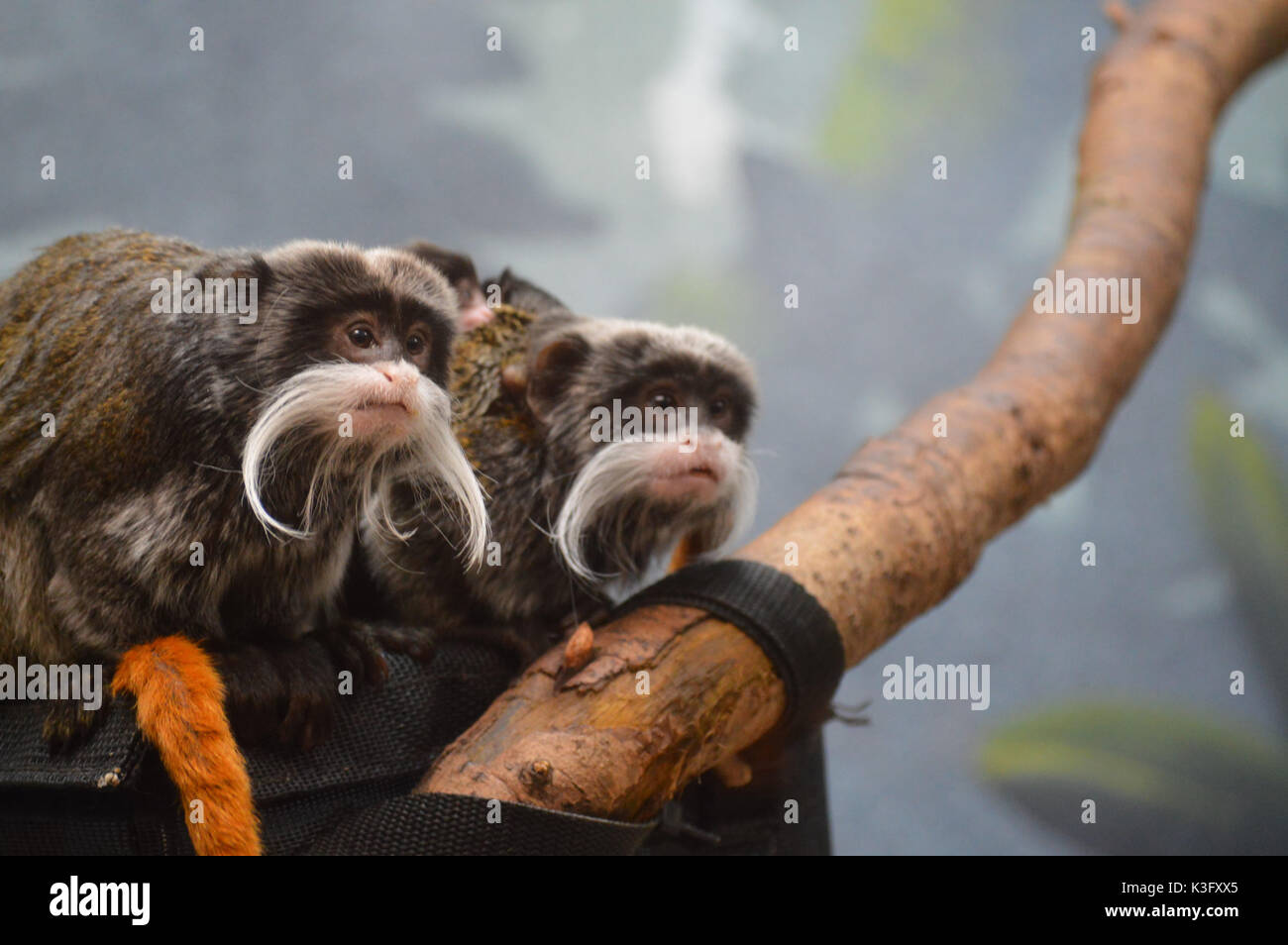 Emperor Tamarin with baby Stock Photo - Alamy