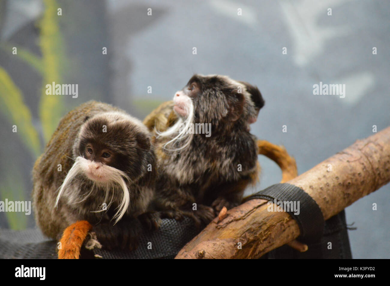 Emperor Tamarin with baby Stock Photo - Alamy