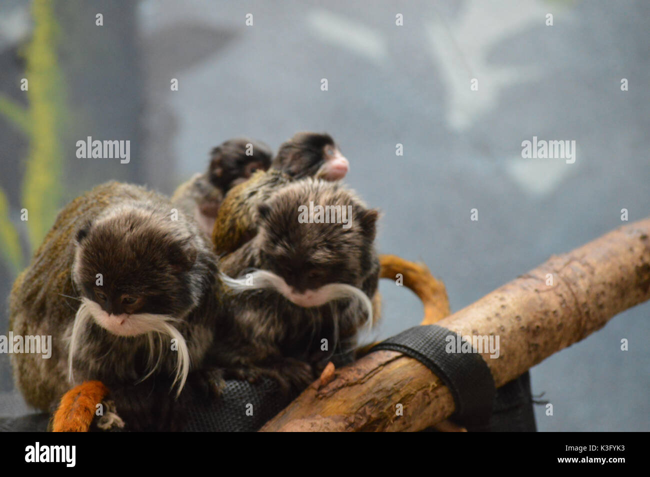 Emperor Tamarin with baby Stock Photo - Alamy