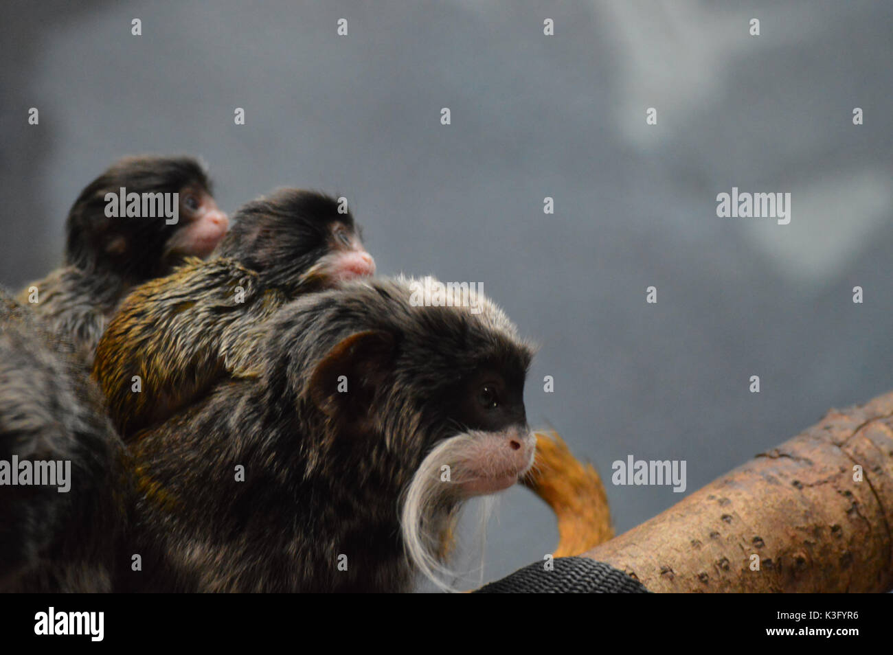 Emperor Tamarin with baby Stock Photo - Alamy