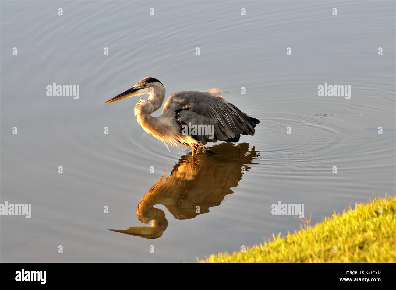 Light stalking hi-res stock photography and images - Alamy