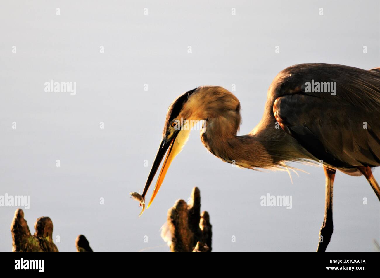 Great blue heron eating fish hi-res stock photography and images - Alamy