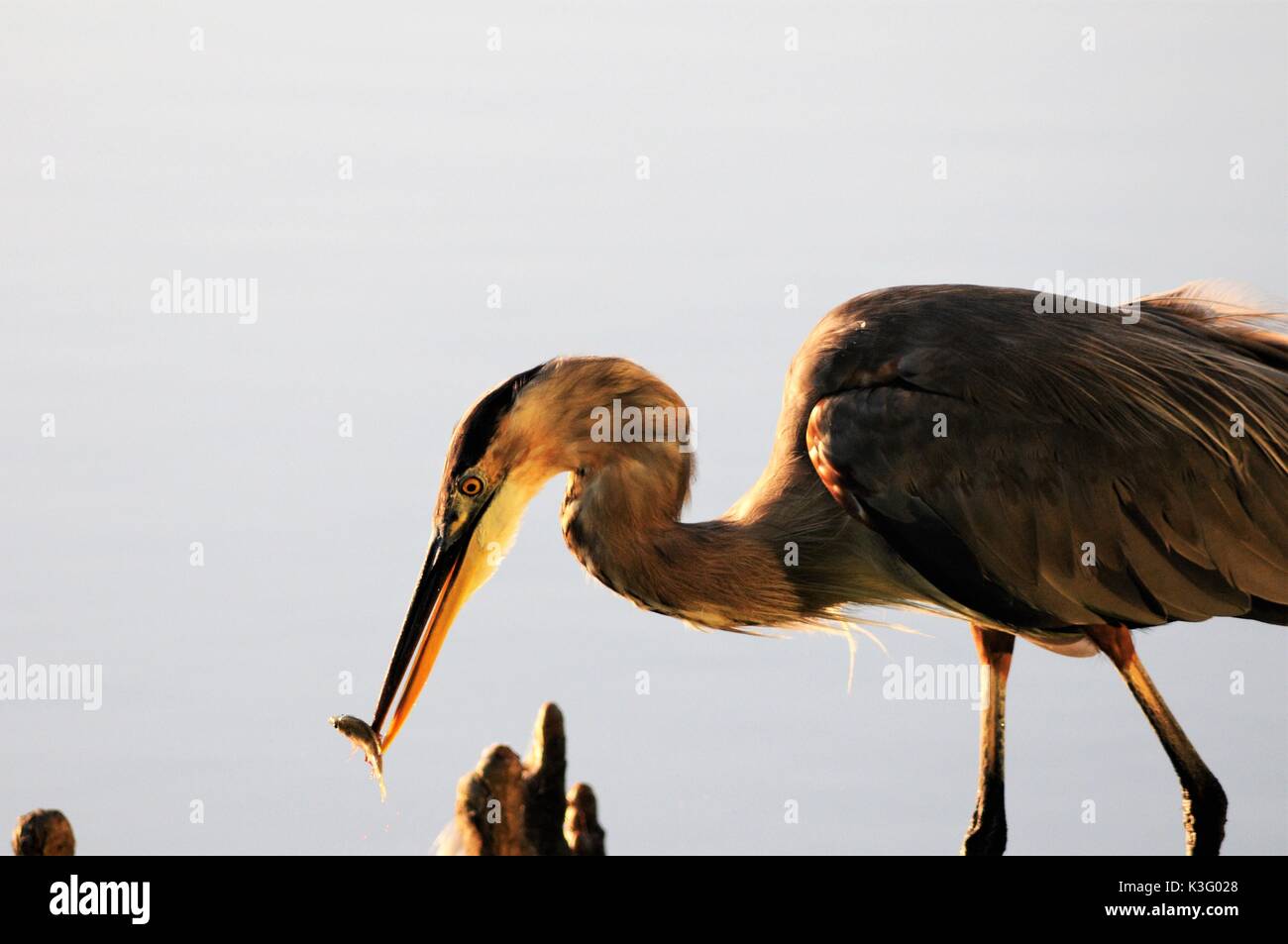 Heron eating fish hi-res stock photography and images - Alamy