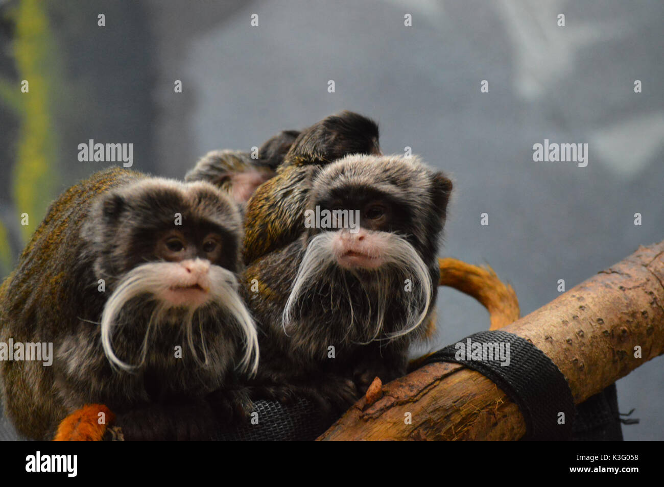Emperor Tamarin with baby Stock Photo - Alamy