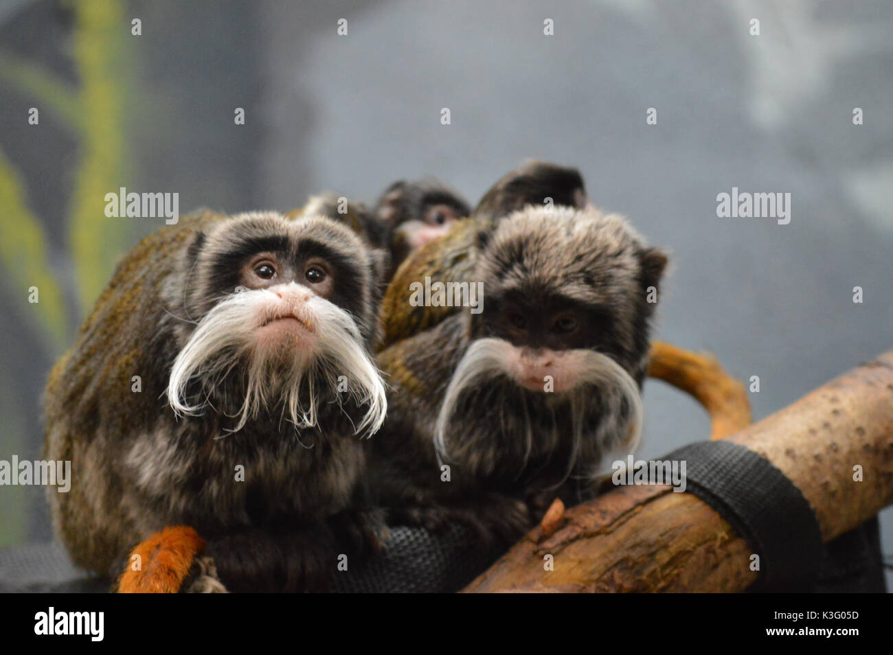 Emperor Tamarin with baby Stock Photo - Alamy