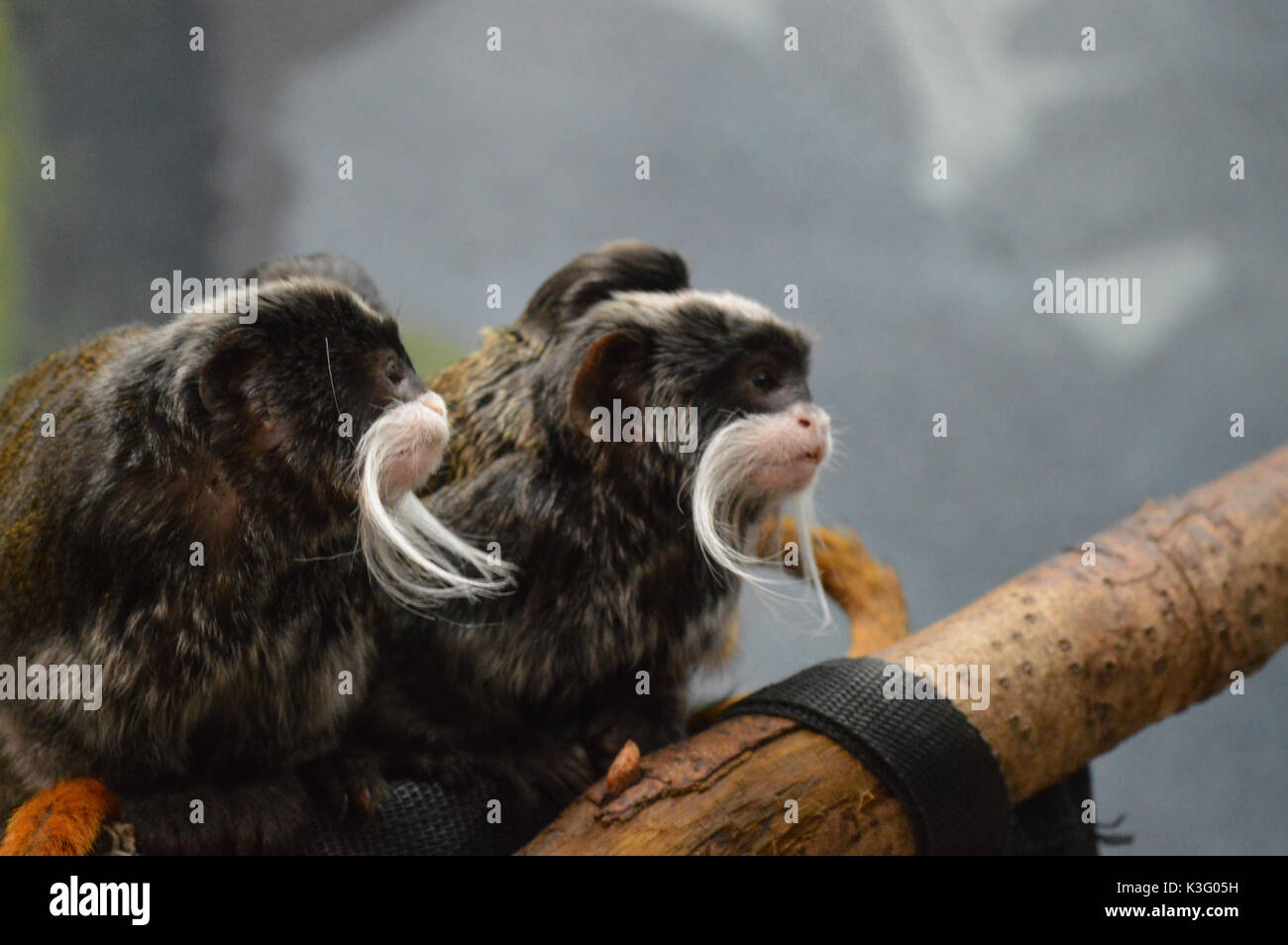 Emperor Tamarin with baby Stock Photo - Alamy