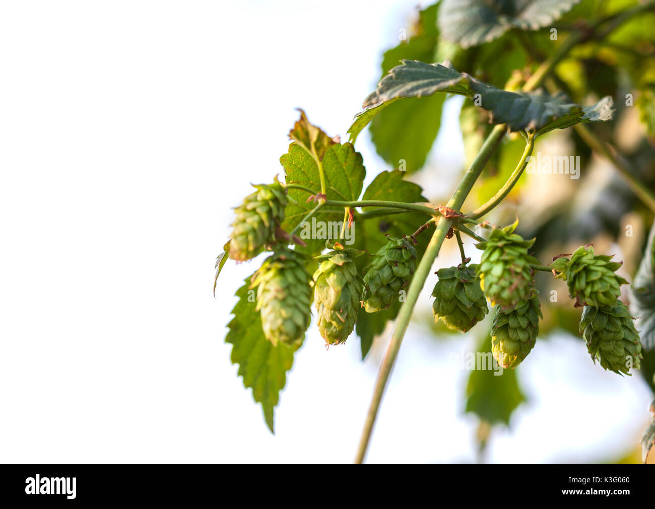 Hop plant close up growing on a Hop farm. Fresh and Ripe Hops ready for ...