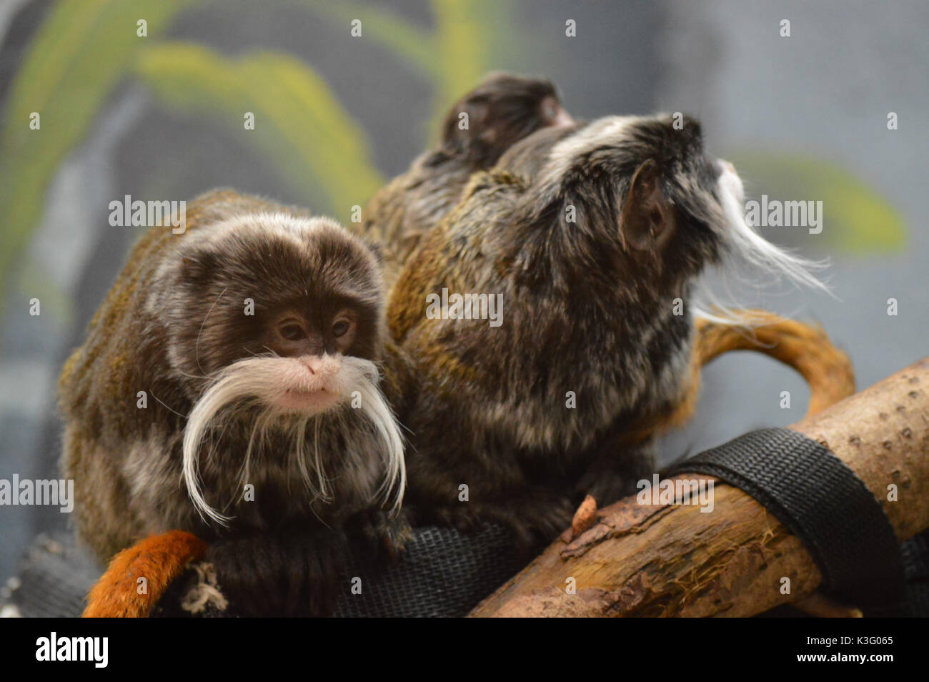Emperor Tamarin with baby Stock Photo - Alamy