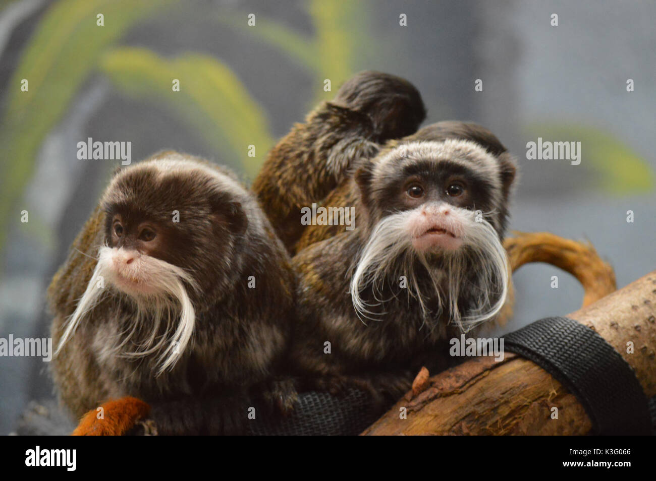 Emperor Tamarin with baby Stock Photo - Alamy