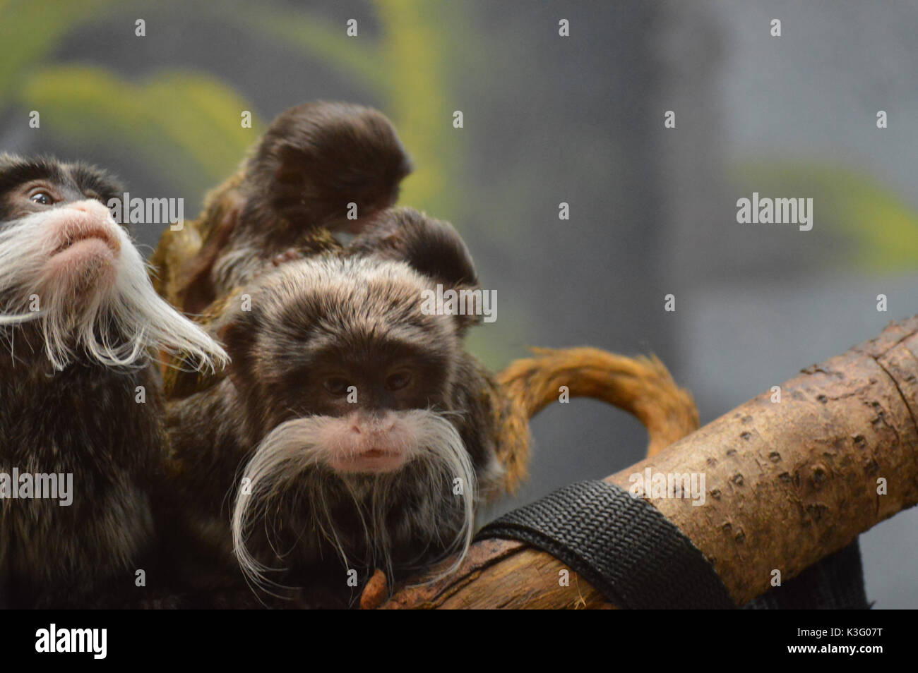 Emperor Tamarin with baby Stock Photo - Alamy