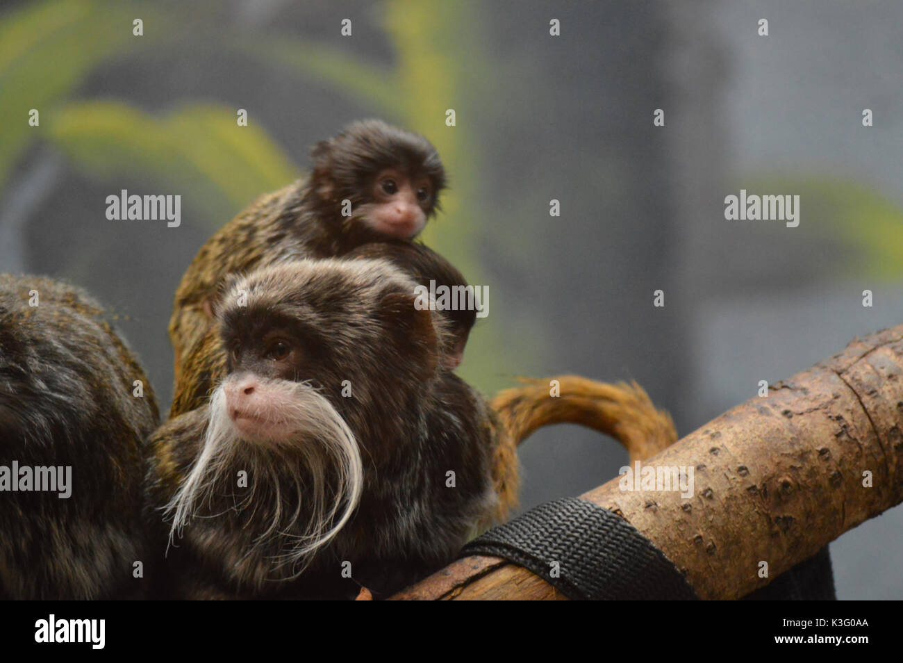 Emperor Tamarin with baby Stock Photo - Alamy