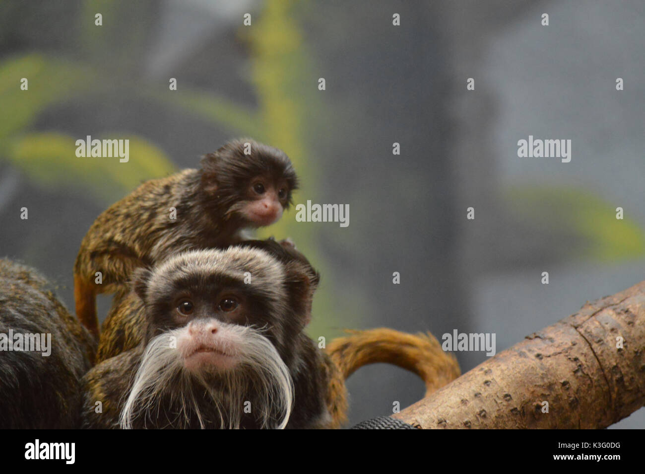Emperor tamarin parent hi-res stock photography and images - Alamy