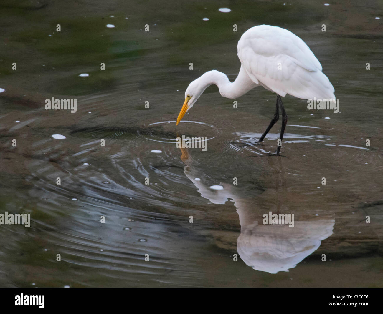 Elkton, OREGON, USA. 2nd Sep, 2017. An egret hunts in the shallows of ...