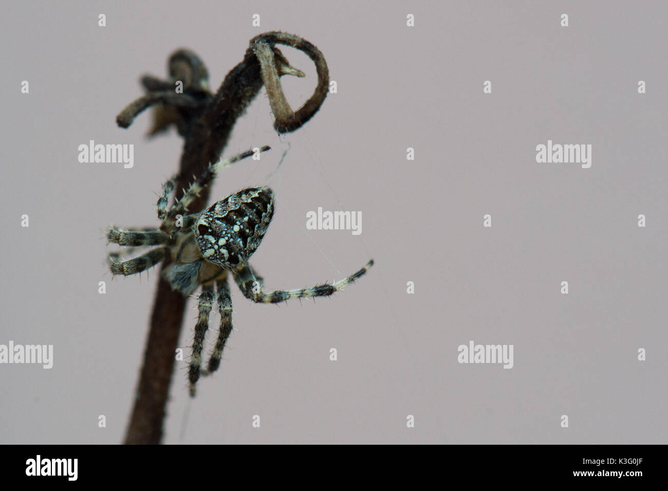 Most poisonous spider of germany hi-res stock photography and images ...
