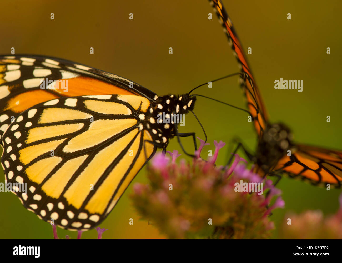 Butterflies butterfly cafe hi-res stock photography and images - Alamy