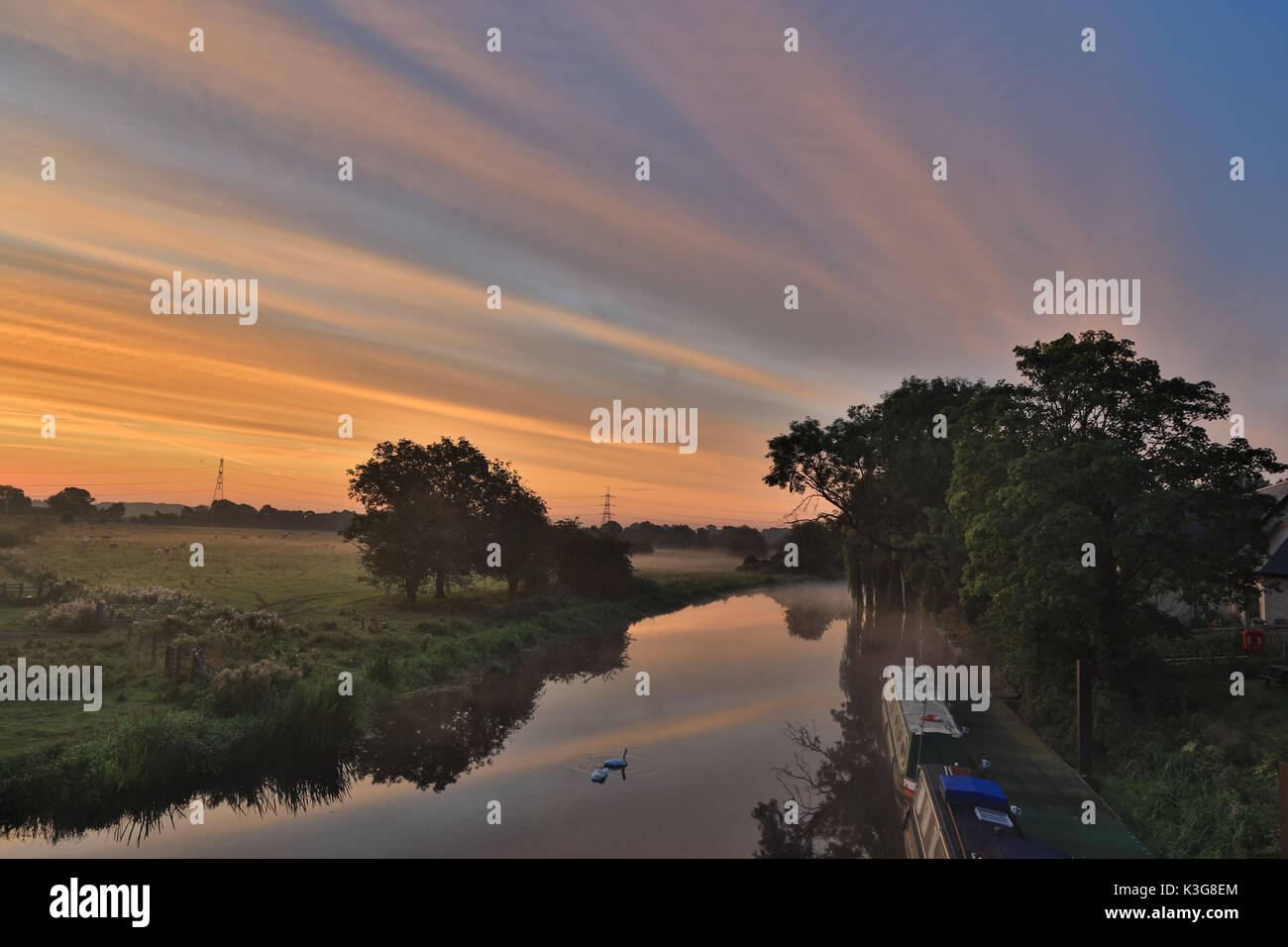 Swans river nene peterborough hi-res stock photography and images - Alamy