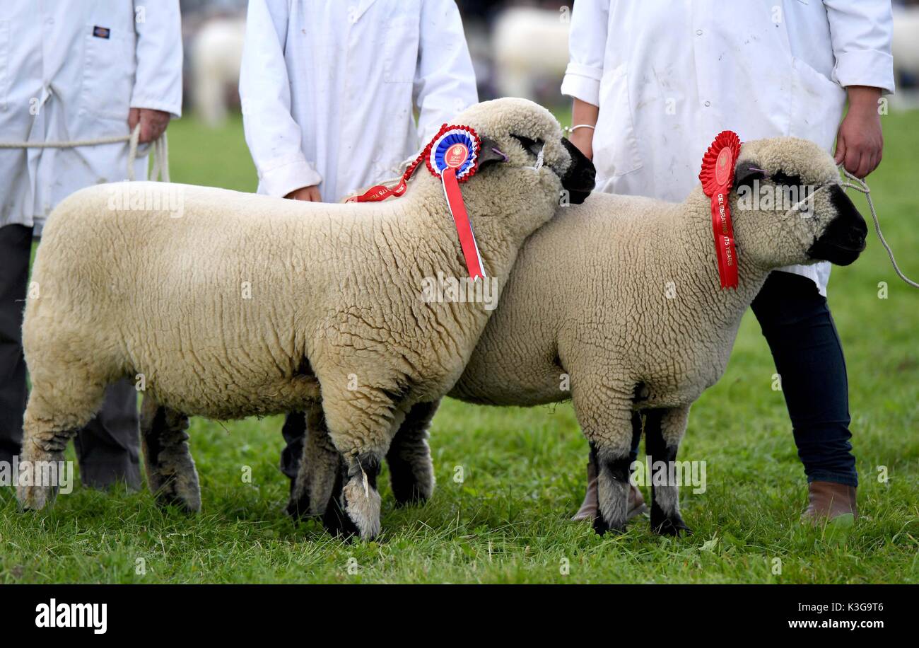 Sheep Judging High Resolution Stock Photography and Images - Alamy