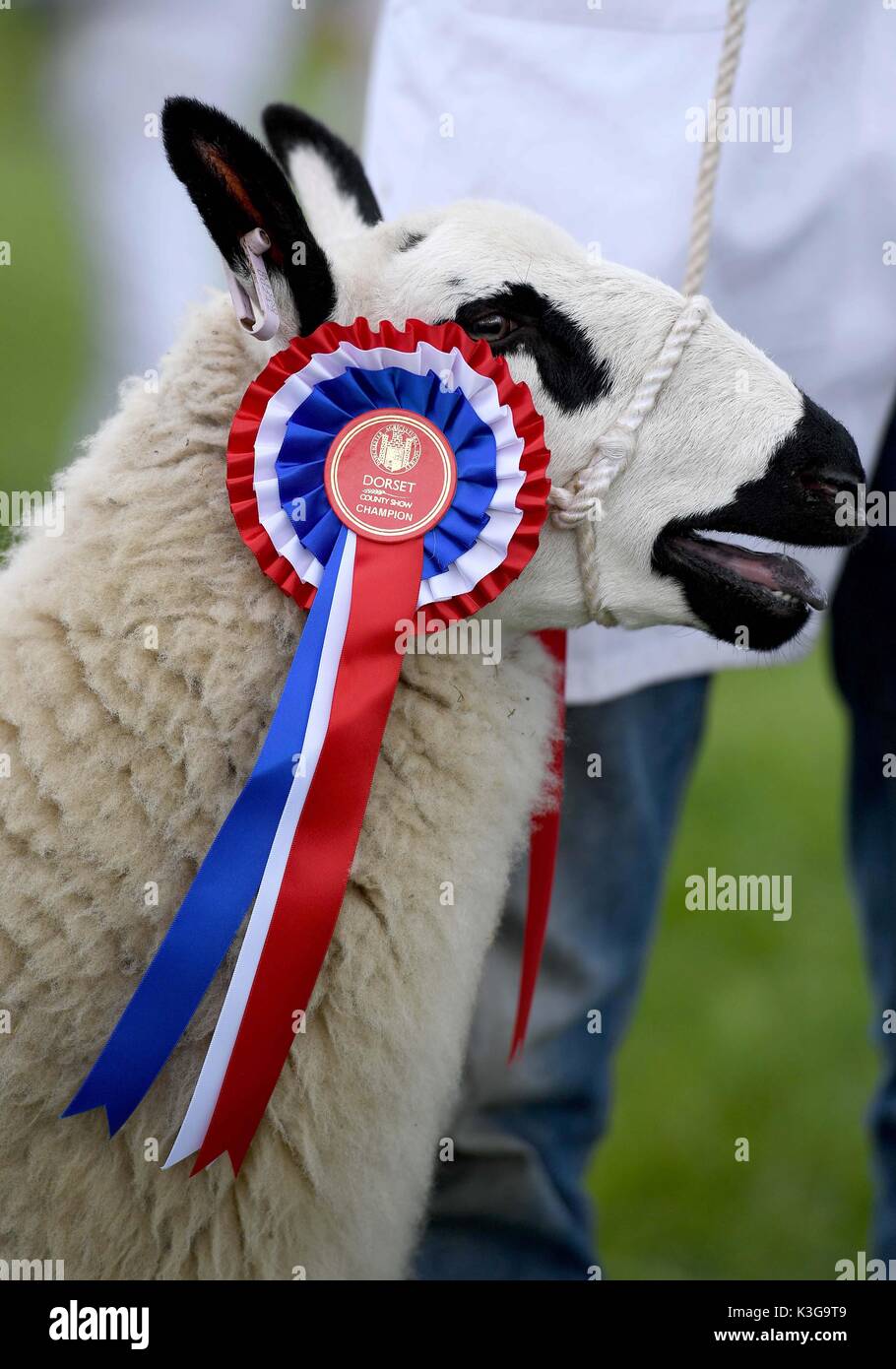 Sheep uk show rosette hi-res stock photography and images - Alamy