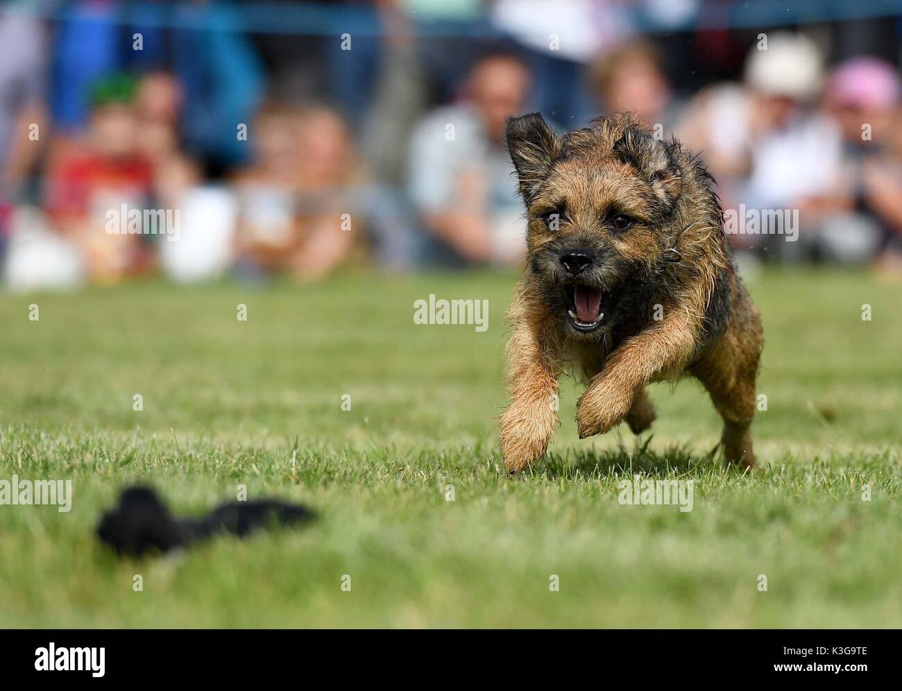 Terrier racing uk hi-res stock photography and images - Alamy