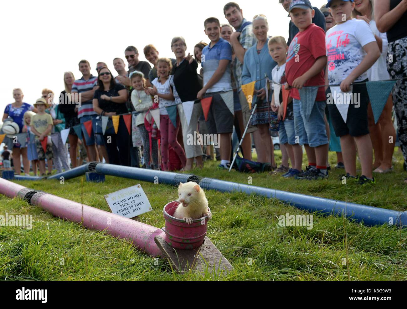 Ferret racing hi-res stock photography and images - Alamy