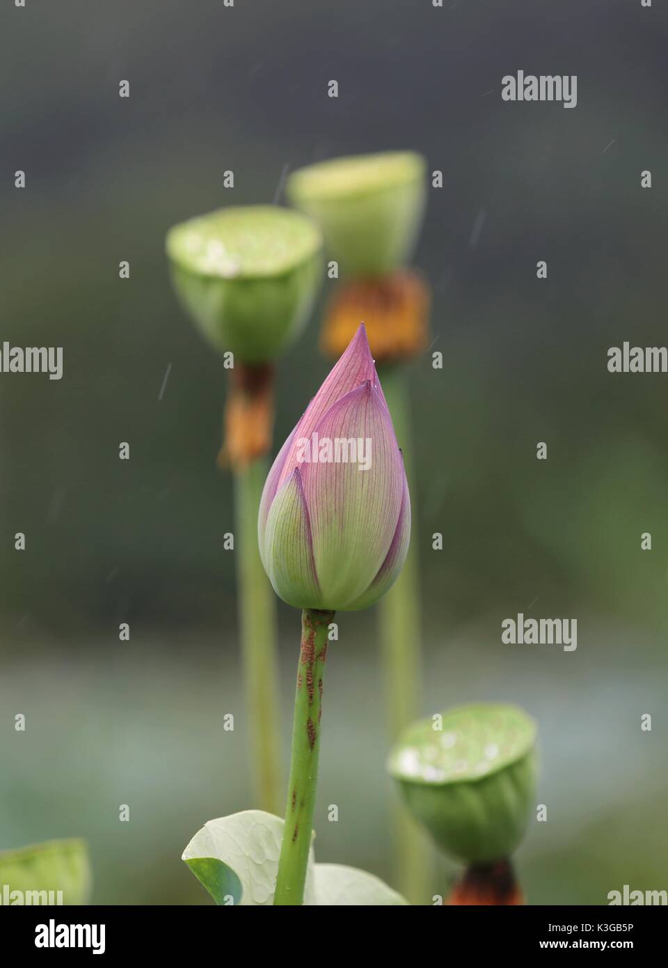 Yangbi, China's Hunan Province. 3rd Sep, 2017. A lotus flower is to ...