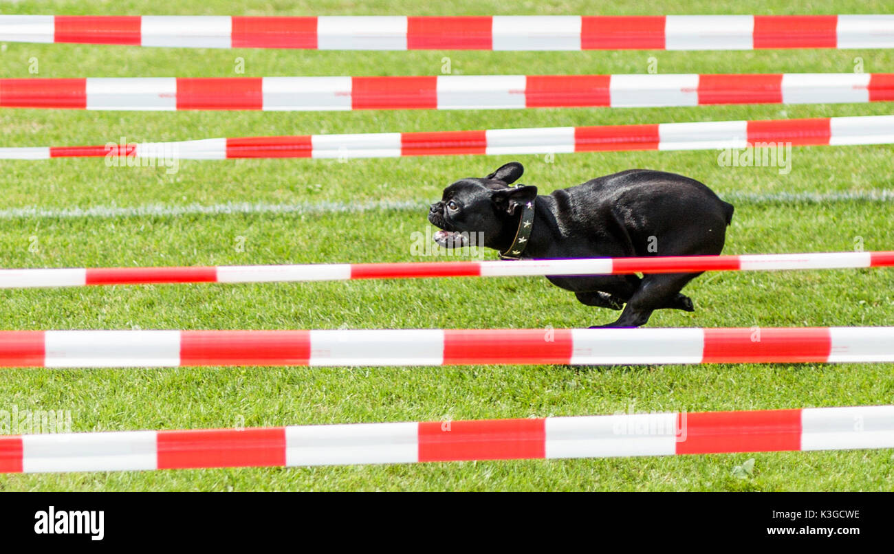 Wernau, Germany. 3rd Sep, 2017. A French Bulldog races across the ...