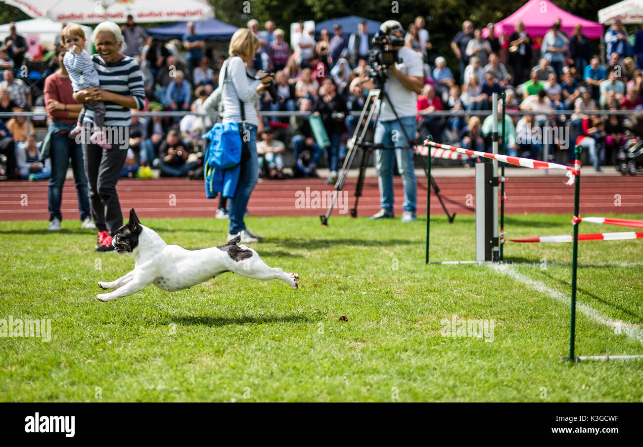 Wernau, Germany. 3rd Sep, 2017. A French Bulldog races across the ...