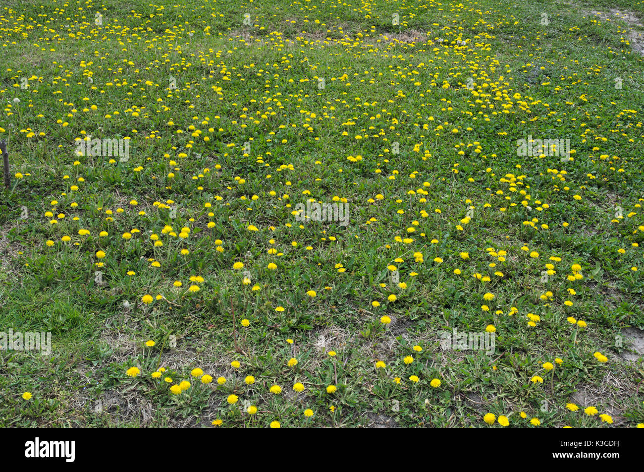 Dandelions flowering at spring Stock Photo - Alamy