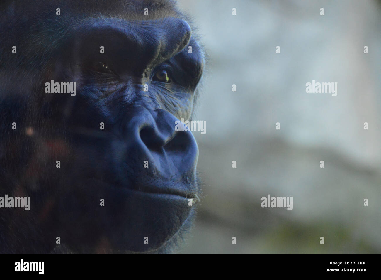Close up of gorilla hi-res stock photography and images - Alamy