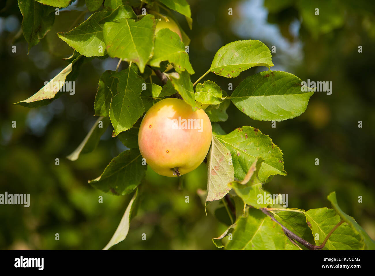 A beautiful natural apples hanging in the apple tree in the end of ...
